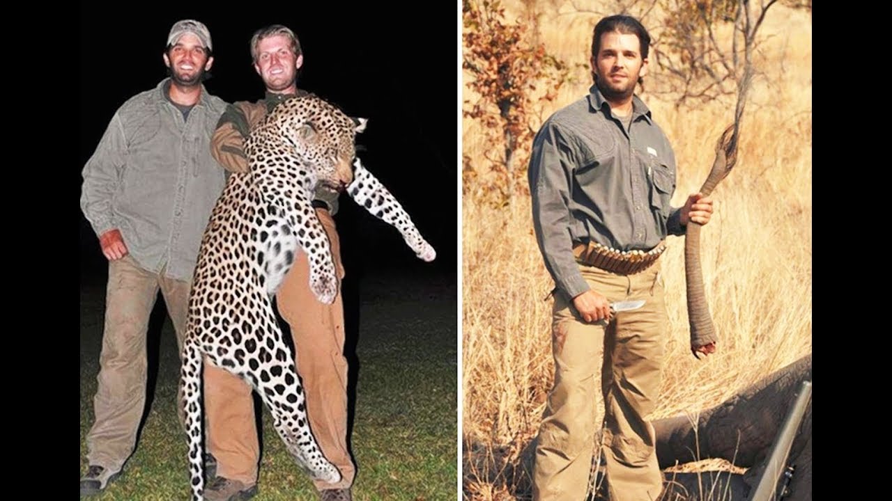 Trump To Lift Ban On Endangered Elephant Trophies - YouTube