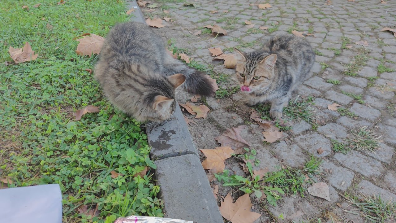 These Stray Cats Are Waiting For Me Here Every Day And Have Become ...