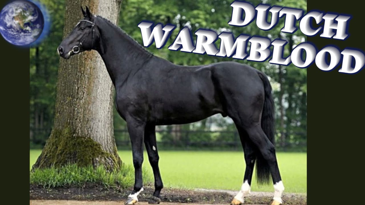 TOP Beautiful Dutch Warmblood Horse in the World! - YouTube