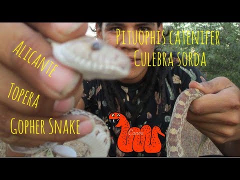 La Culebra Sorda (Pituophis catenifer).