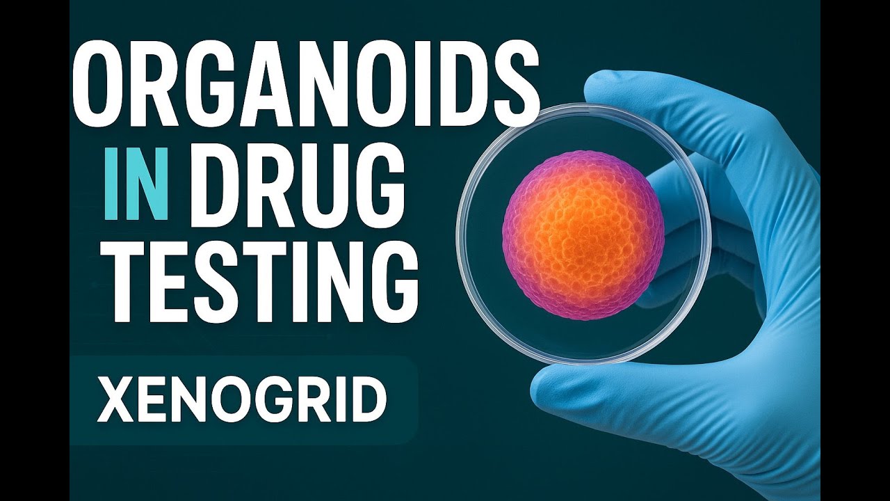 Organoids in Drug Testing - YouTube