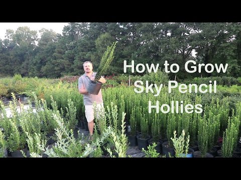 How to grow Sky Pencil Hollies. The easy upright evergreen shrubs.