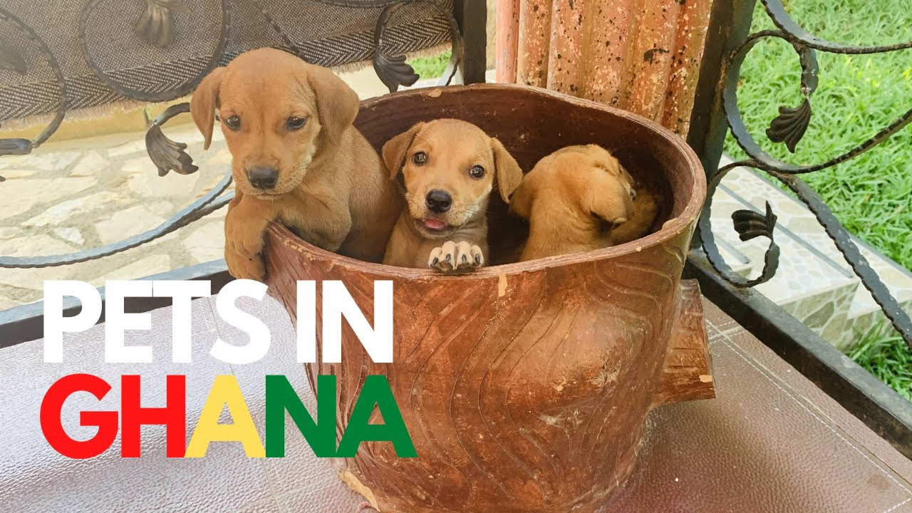 PETS IN GHANA 🇬🇭 | What to know before owning a pet in Ghana. - YouTube