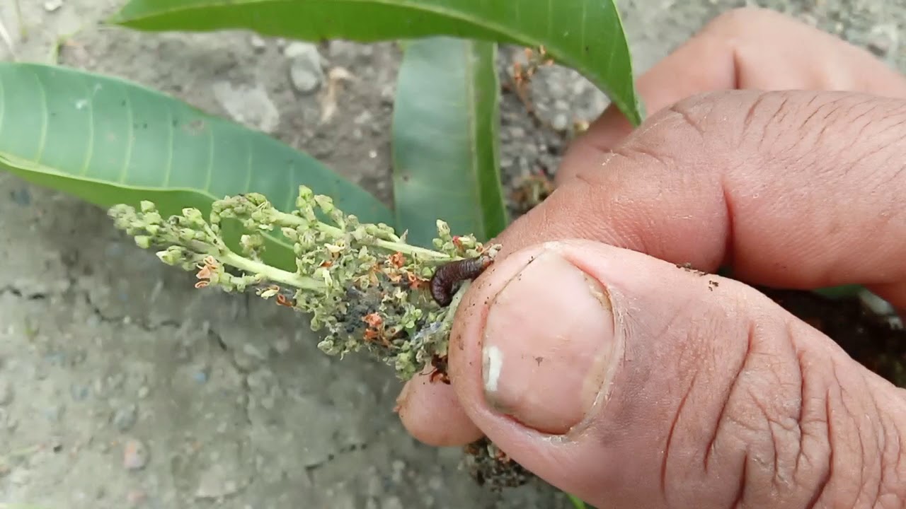 Serangan ulat pada bunga mangga harumanis - YouTube