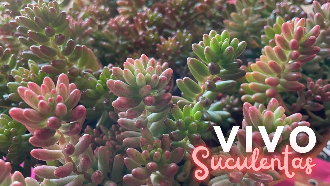 PROGRAMA 130: Sedum rubrotinctum gigante | Sedo Rojo (06/05/2023) - YouTube