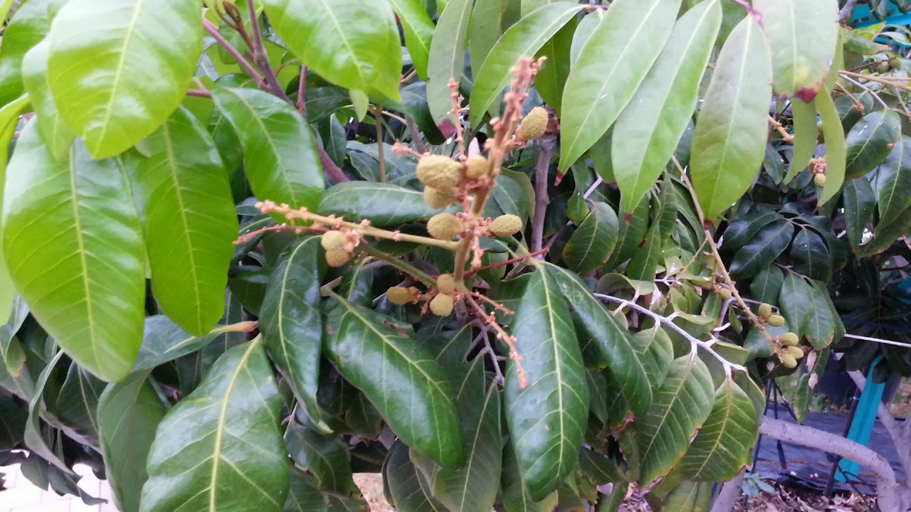 Seedless lychee - YouTube