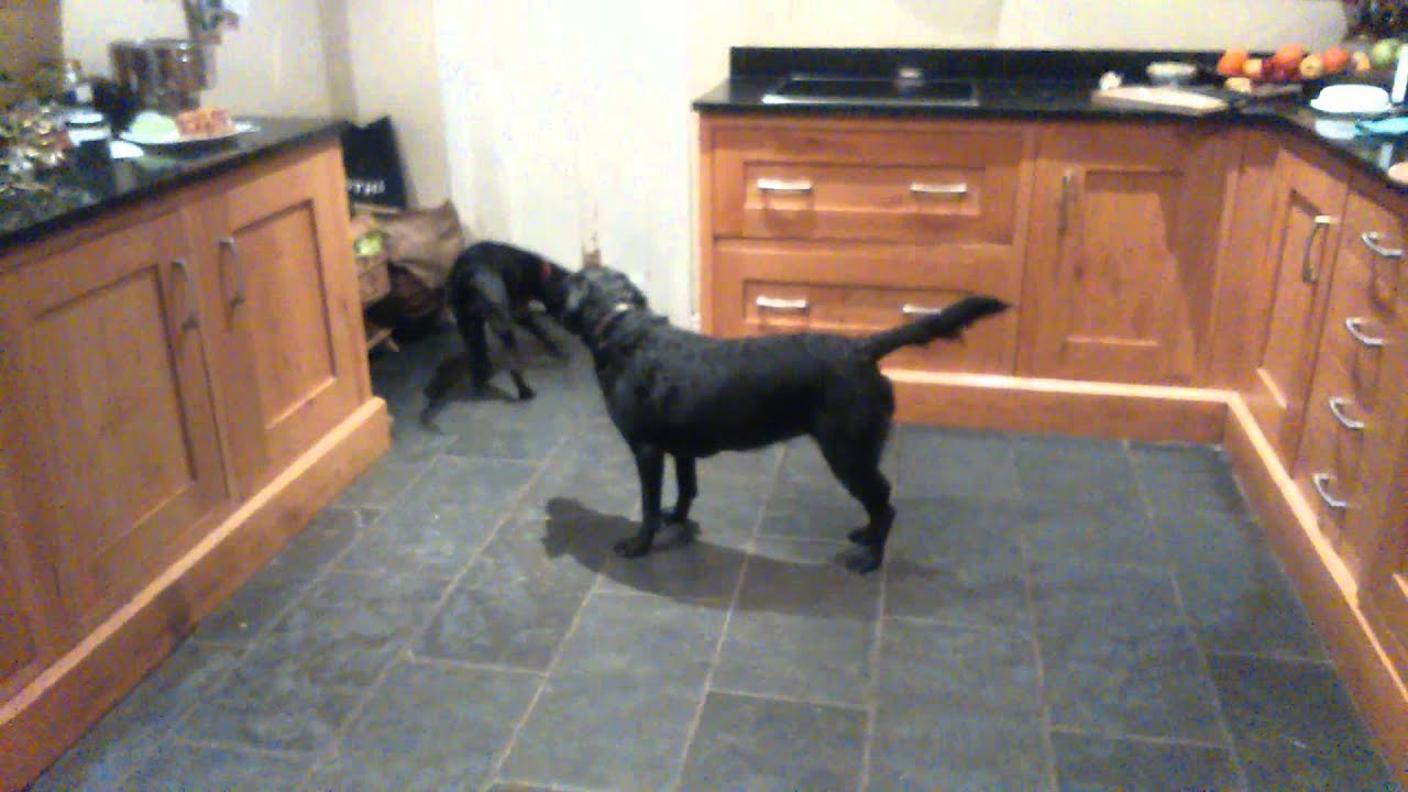 Mother and daughter... Drakeshead labradors - YouTube