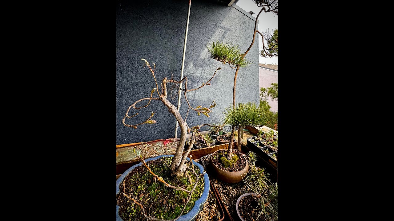 Patricia O'Connor, The Bonsai Balcony: Blooming Updates! Wisteria ...