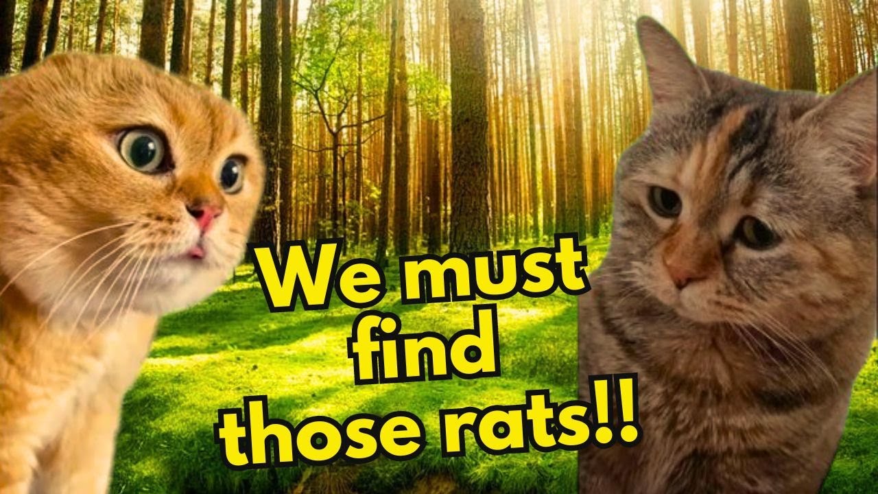 Two Cats go hunting in the Forest (cat memes) - YouTube