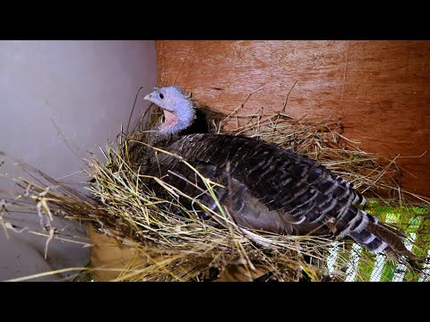 Mama turkey & turkey babies first vaccination! Free range farming - YouTube