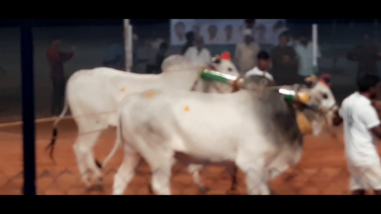 Ongole Bulls Treatment During Ongole Bulls Race, Bulls Treatment Before ...
