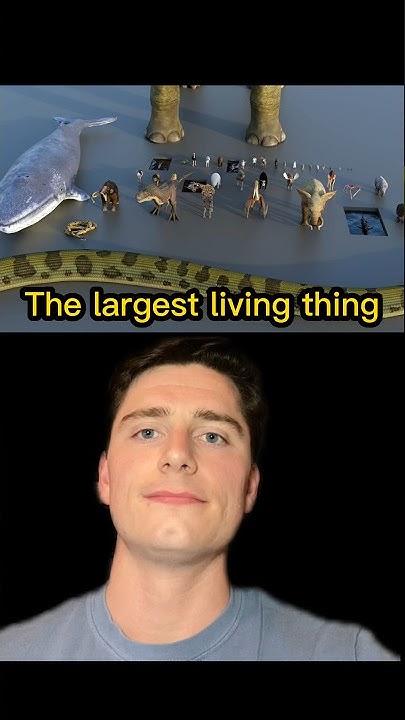 Largest living thing in the world #science #facts #mushroom - YouTube