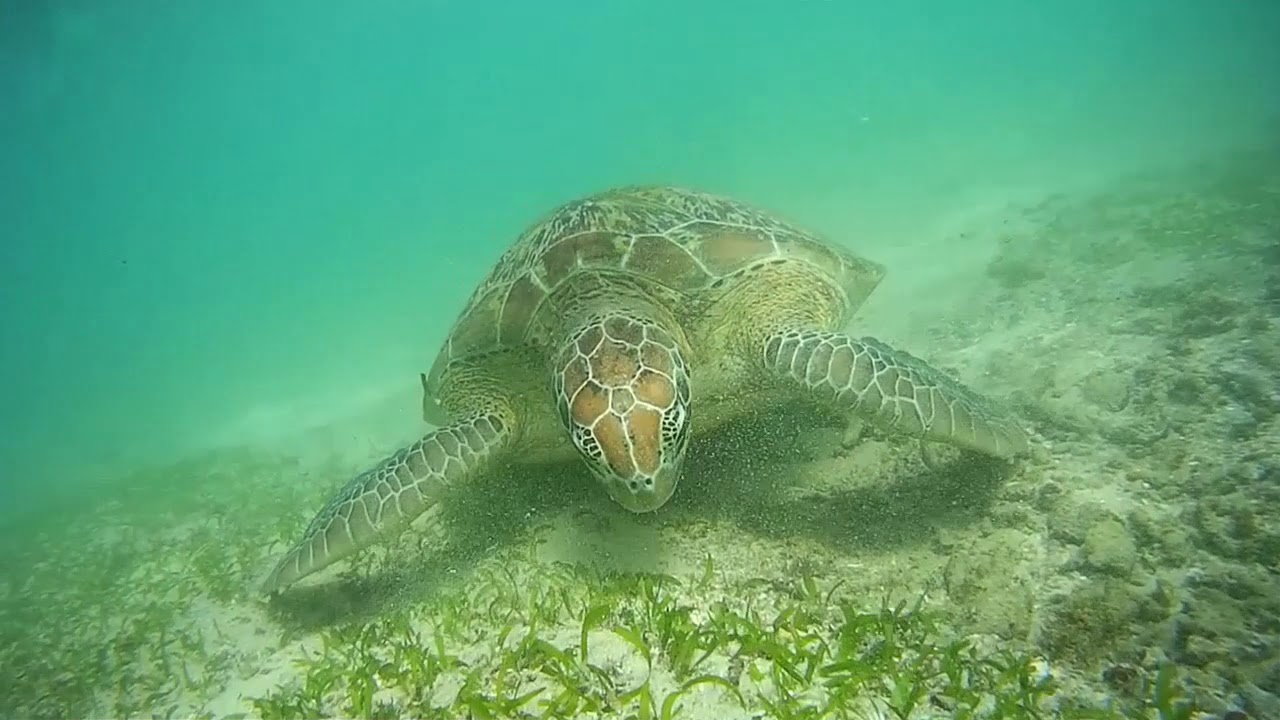 Snorkeling with the Turtles in Mirissa - YouTube