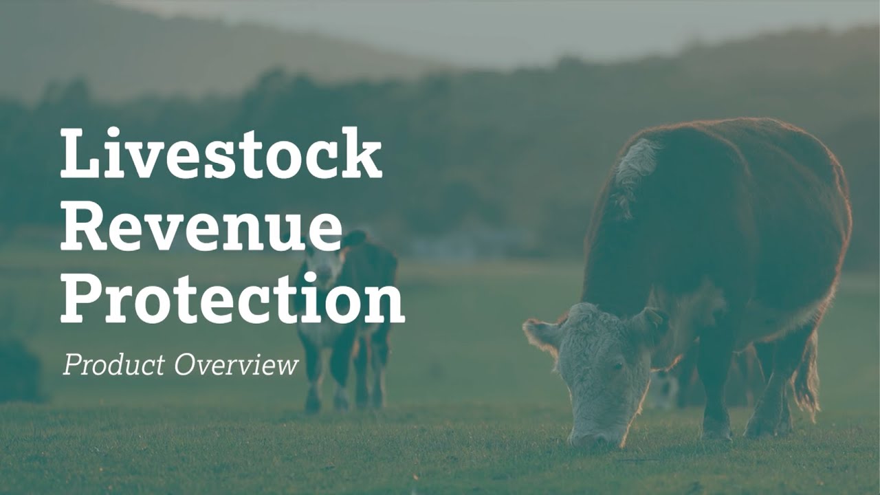 What is Livestock Revenue Protection (LRP)? - YouTube