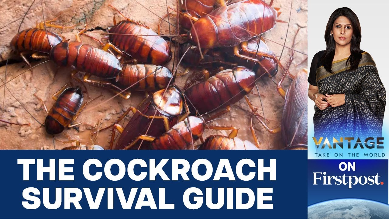 How to Conquer the World: Cockroach Survival Guide | Vantage with Palki ...