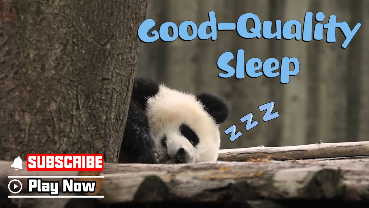Pandas Sleep Whenever And Wherever They Want | iPanda - YouTube
