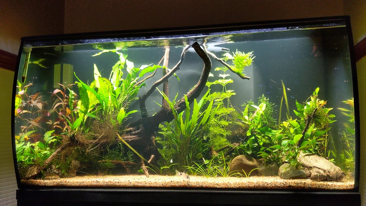 Fluval Mega Flex 123 - YouTube