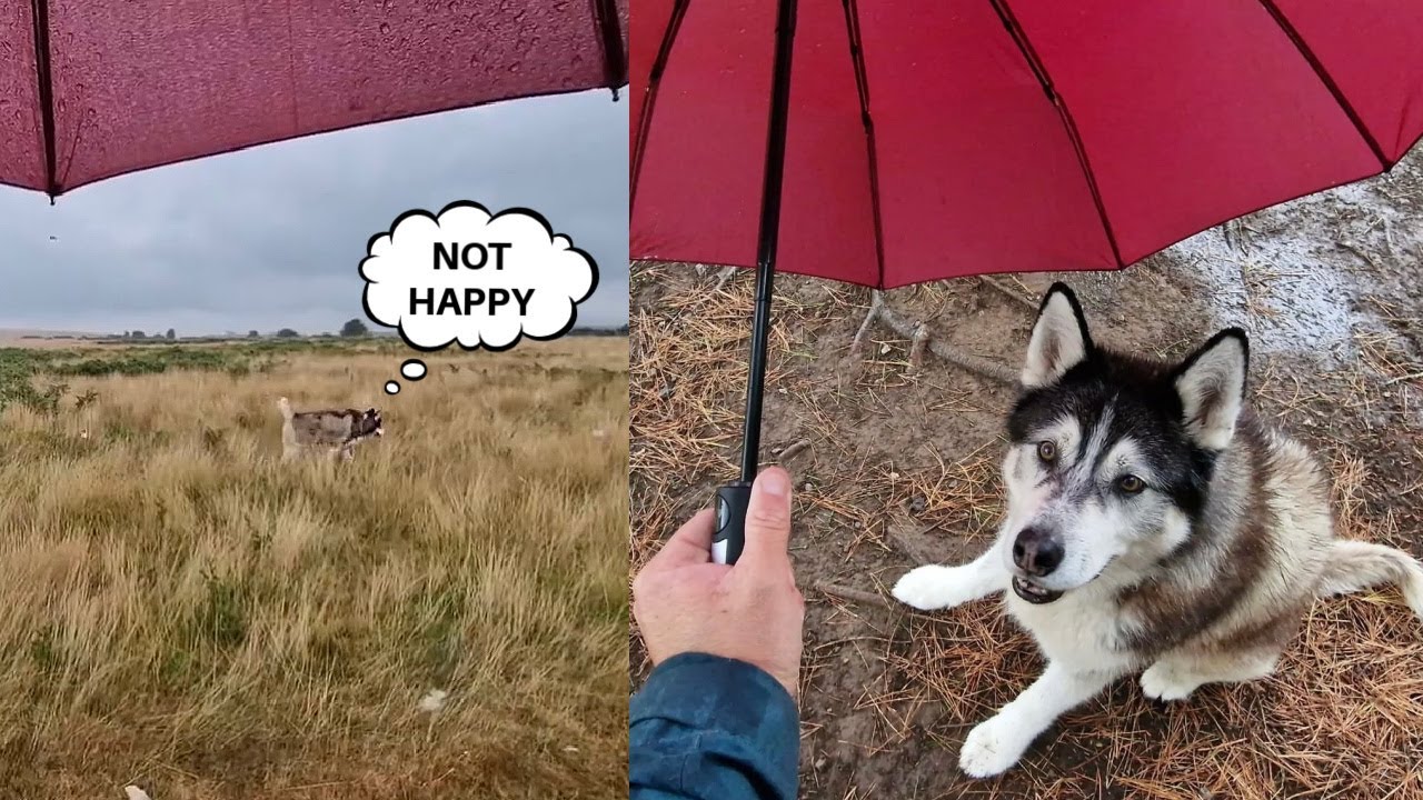 Husky's Mood Always Changes When It Rains! - YouTube