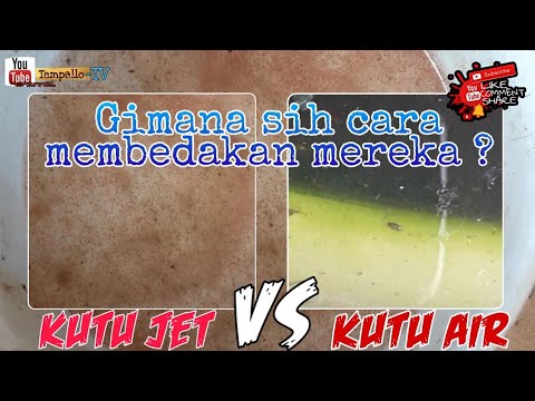 Niatnya Kultur Kutu Air malah panen Kutu Jet buat burayak ikan cupang ...