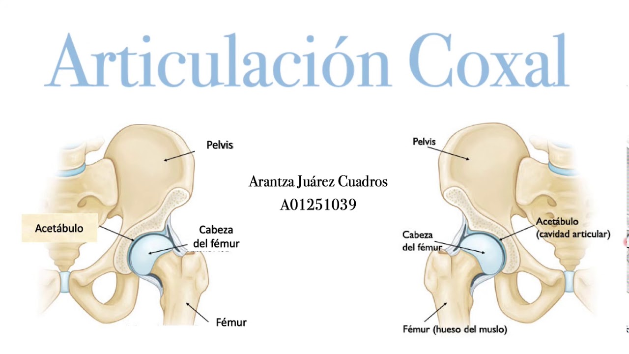 Articulación Coxal - YouTube
