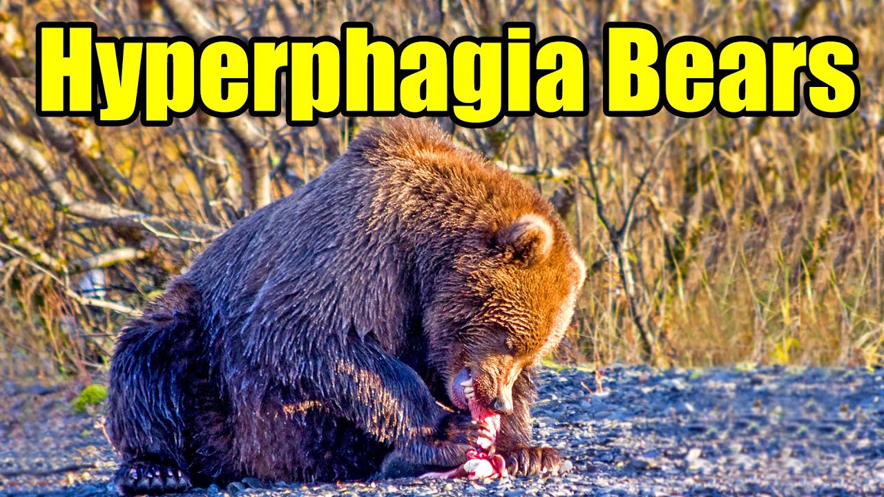 Hyperphagia Bears – Bear Eating Habits & Bear Safety - YouTube