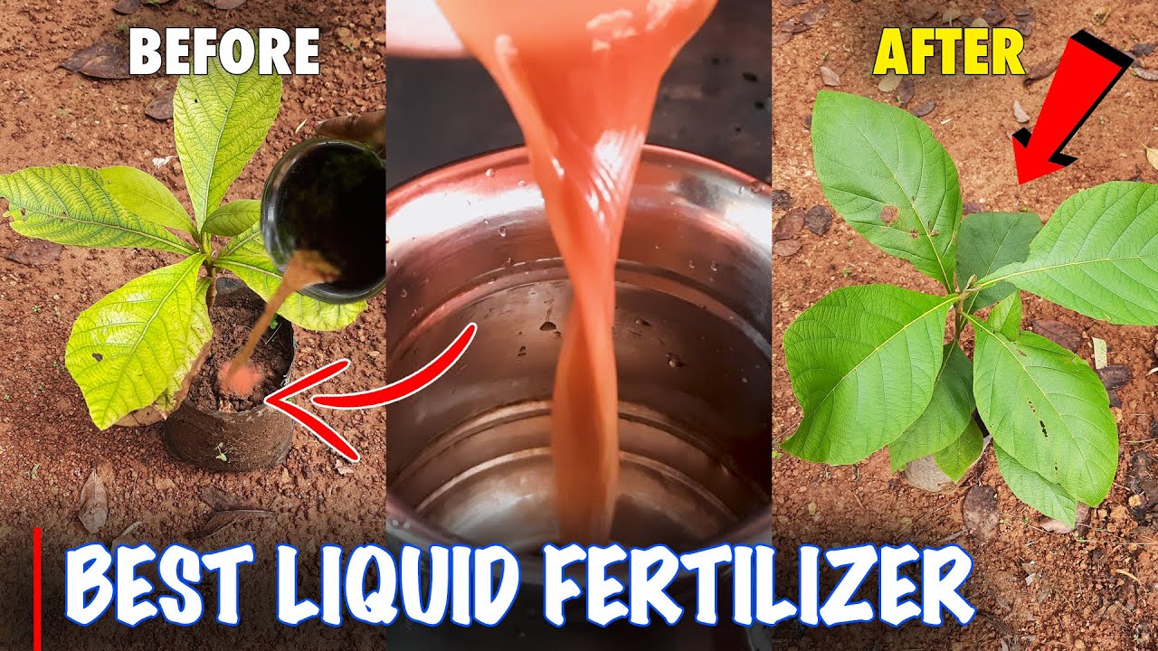 Make the Best Liquid Fertilizer at Home | Rice Water Fertilizer - YouTube