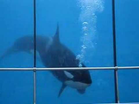 ORQUE VIDEO - YouTube