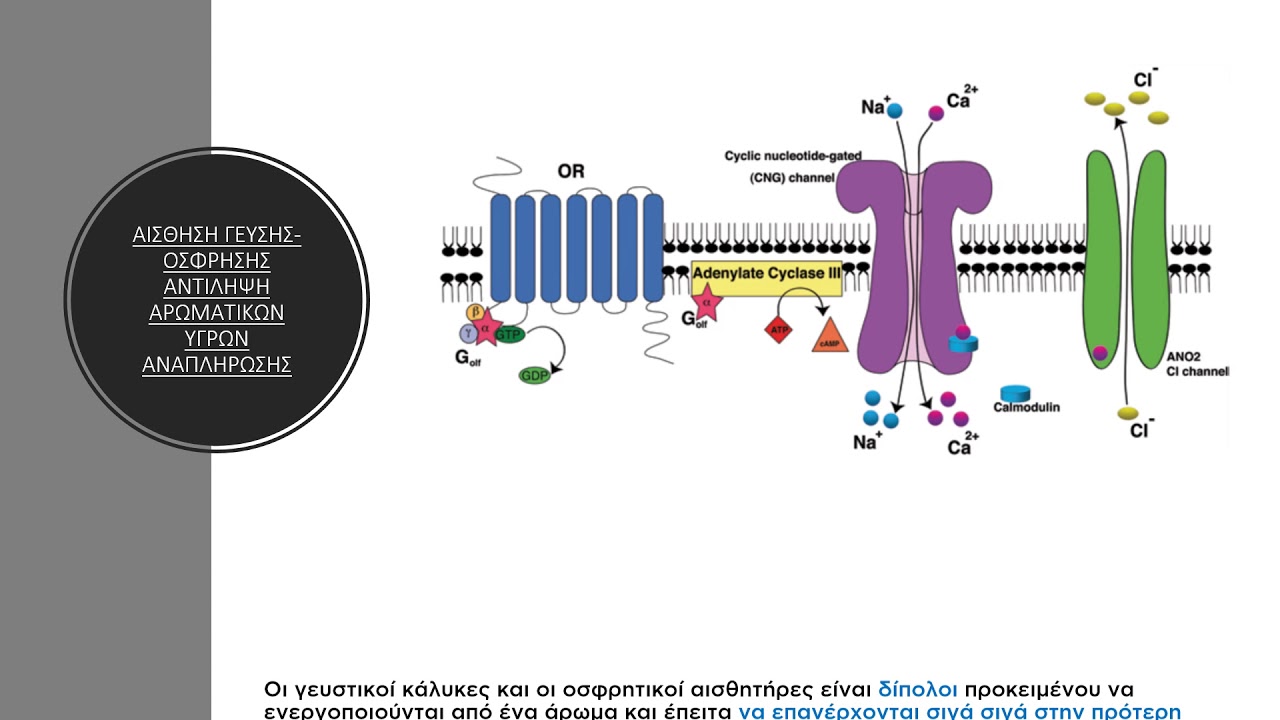 Η ΑΞΙΑ ΤΟΥ ΝΕΡΟΥ ΣΤΑ ΥΓΡΑ ΑΝΑΠΛΗΡΩΣΗΣ ΜΕ ΓΛΥΚΕΡΙΝΗ - YouTube