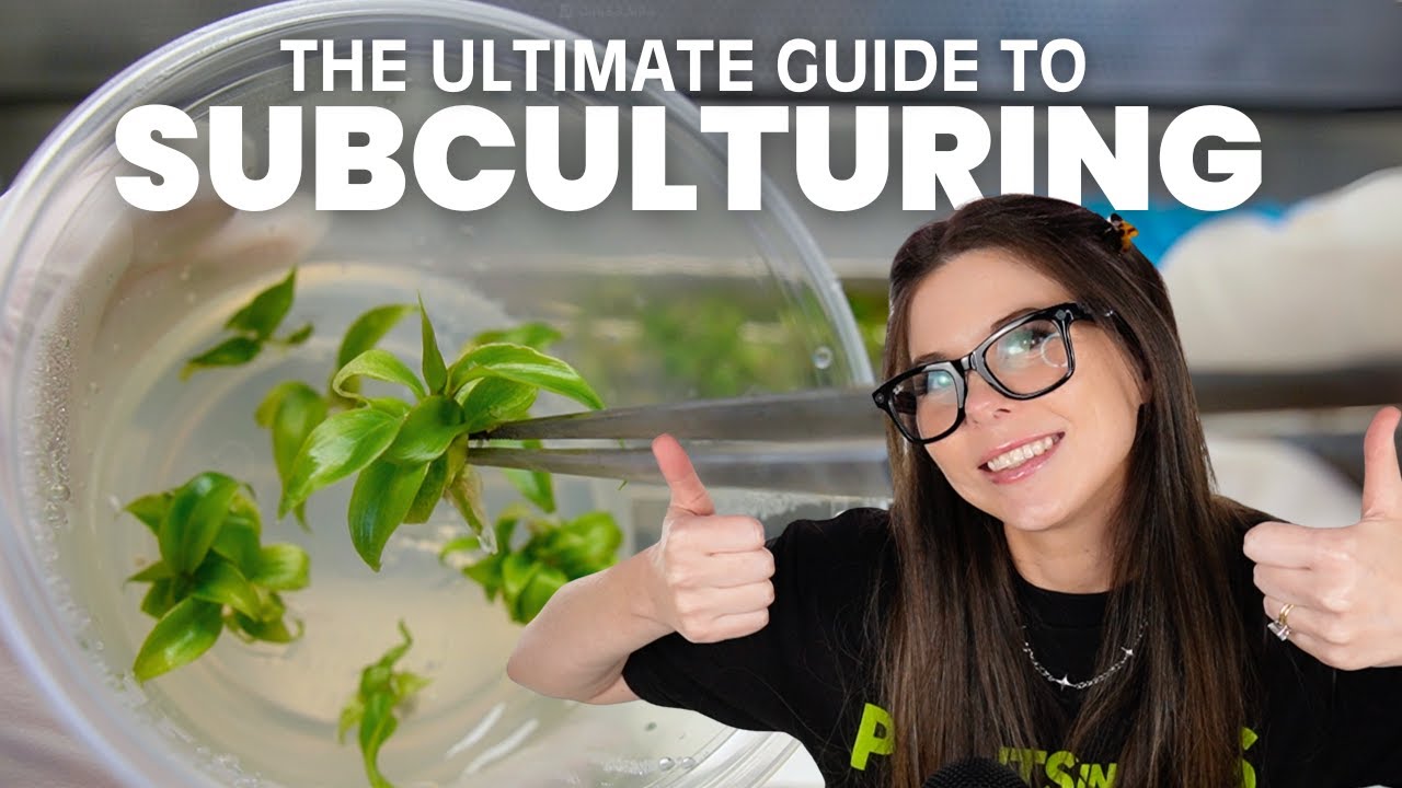 How to Subculture Tissue Culture Plants - YouTube