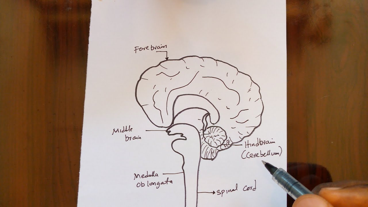 HOW TO DRAW A HUMAN BRAIN STEP BY STEP / WELL LABELLED DIAGRAM - YouTube