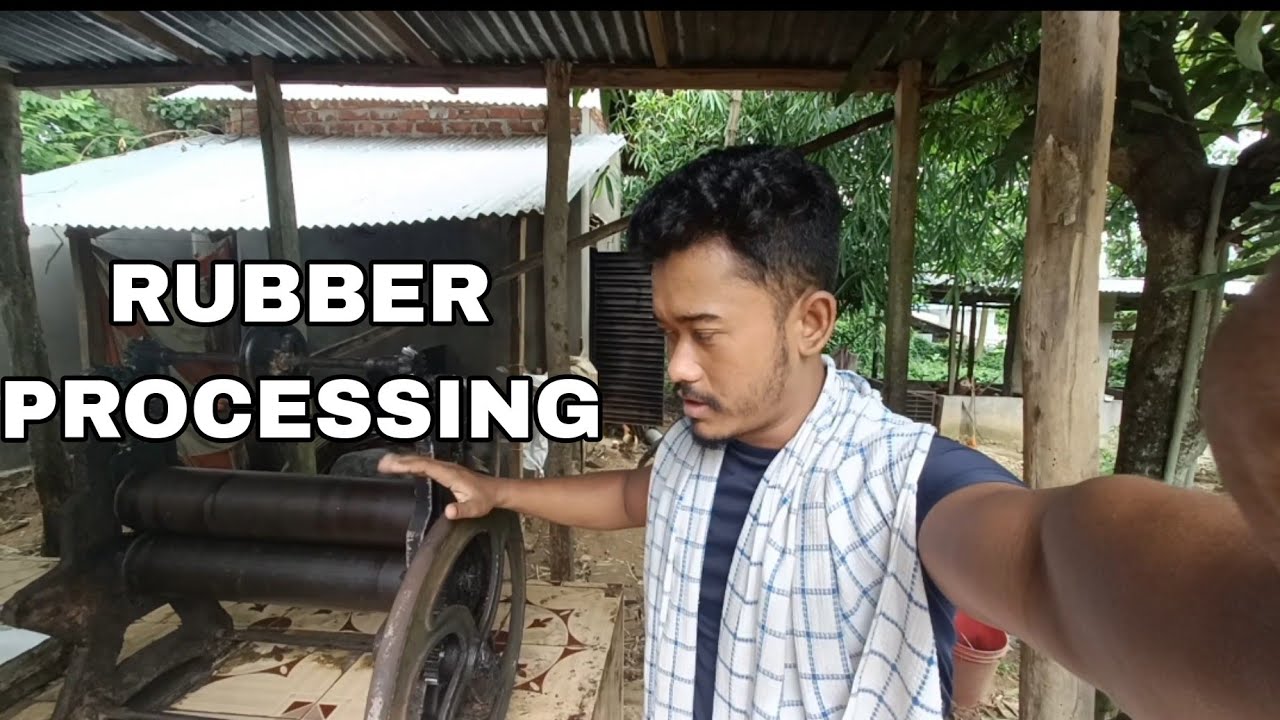 VISIT TO A RUBBER FIELD rubber tripura india tapping awesome visit-to-a-rubber-field-rubber-tripura-india-tapping-awesome