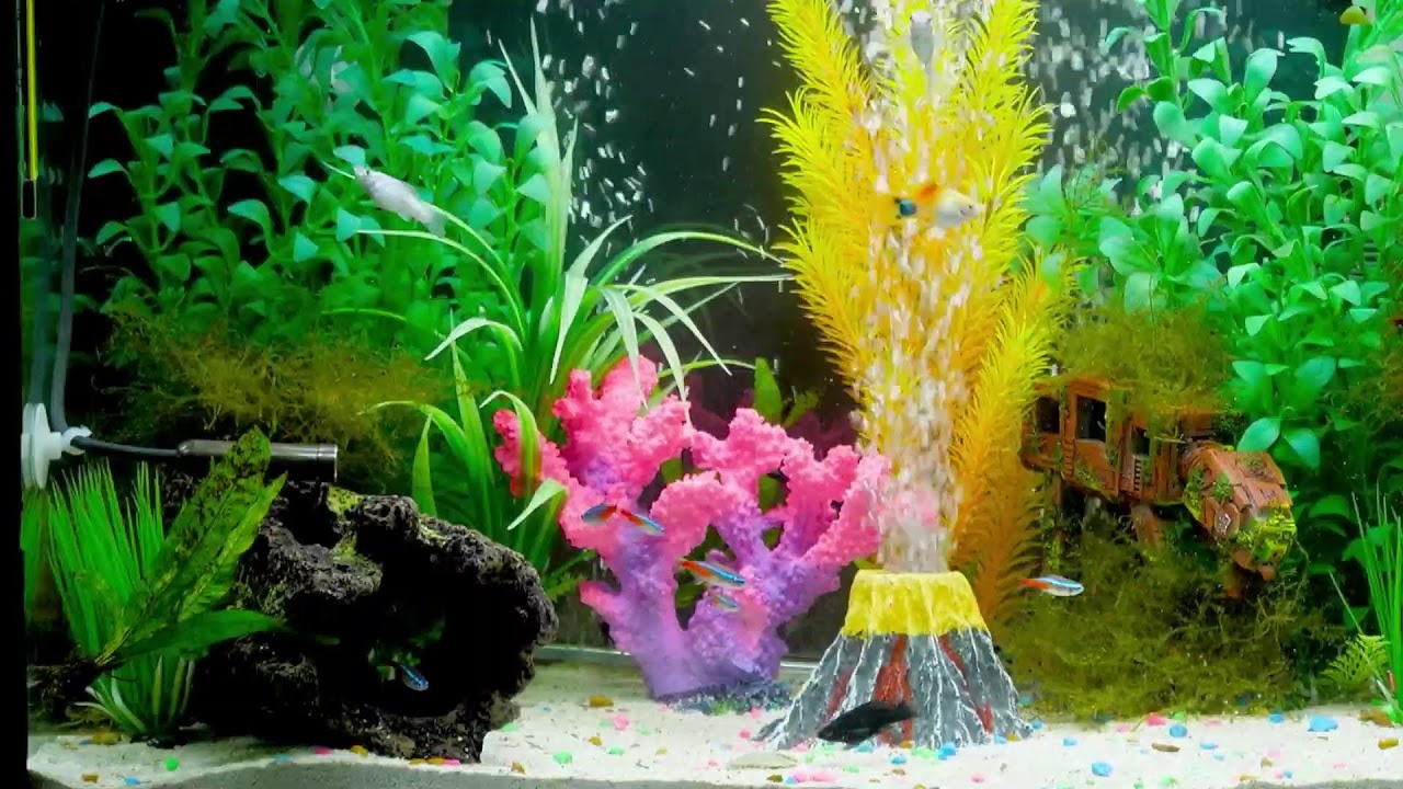 Our Fish Tank Live Stream - YouTube