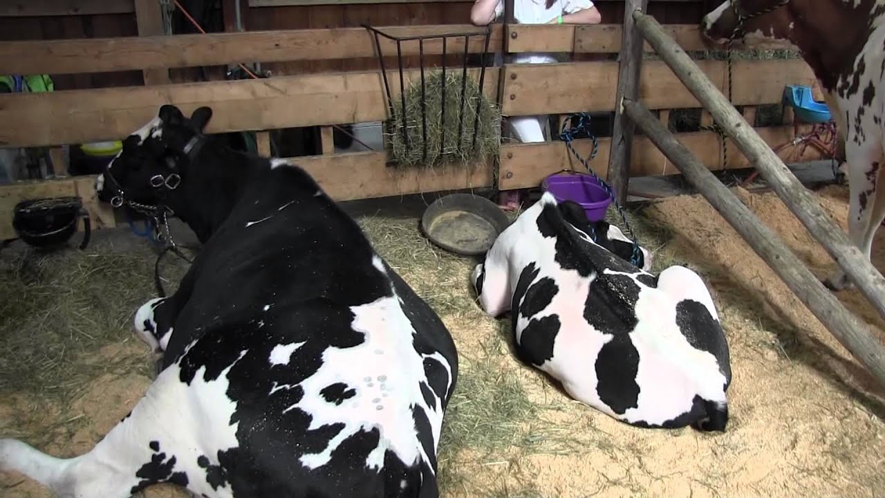 2013 Deerfield Fair Inside the Dairy Barn - YouTube