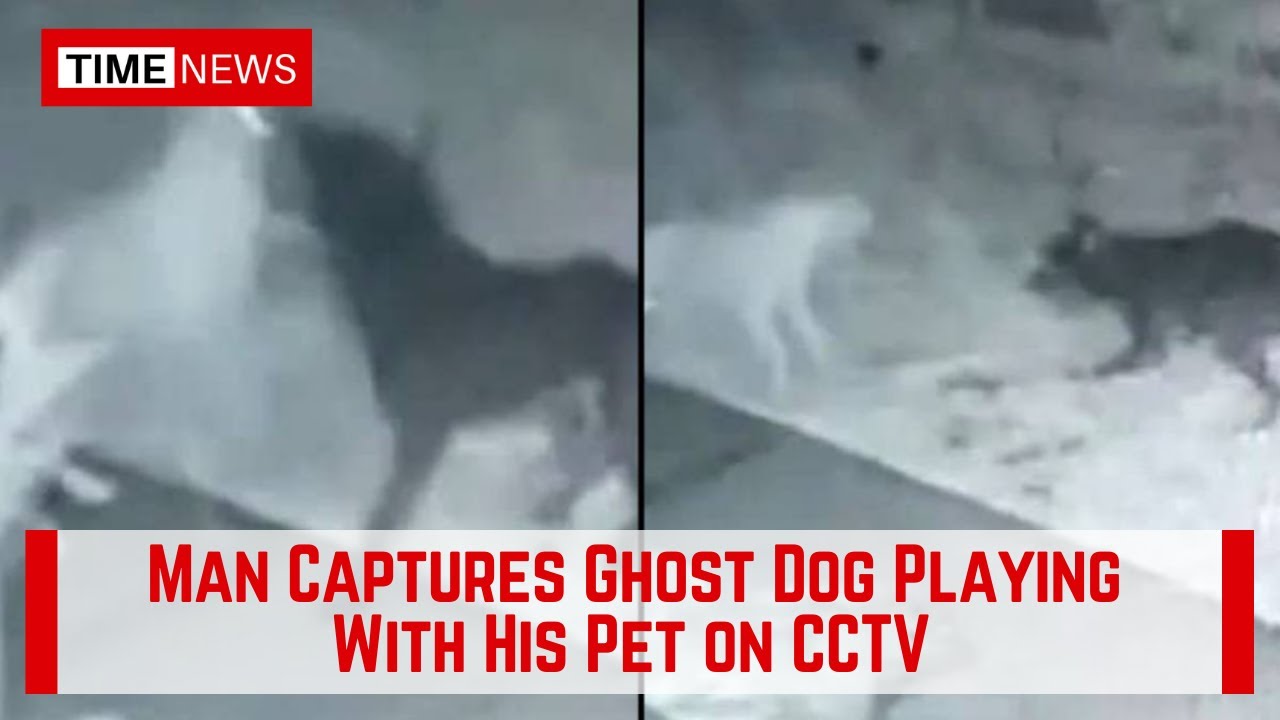 Australian man captures ghost dog playing with his pet dog on CCTV ...