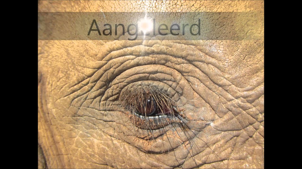 aangeboren of aangeleerd - YouTube