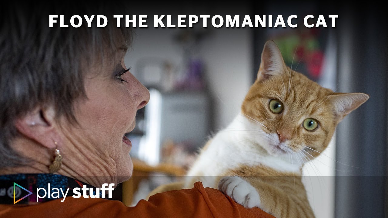 How kleptomaniac cat, Floyd, inspired a children's book | Stuff.co.nz ...