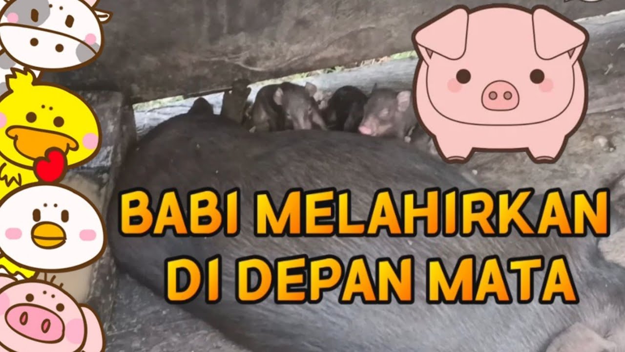 Melihat babi melahirkan di depan mata / Syukur babi saya telah selamat ...