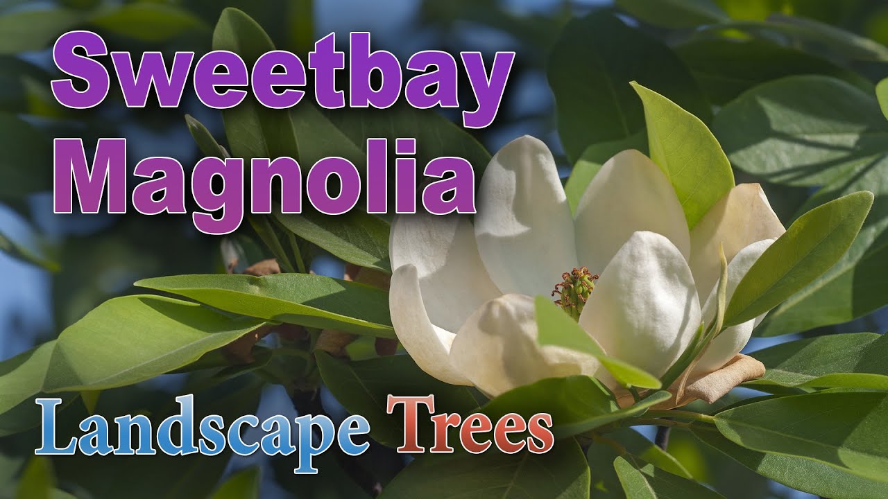 Will a Sweetbay Magnolia Tree Grow in Your Yard? - YouTube