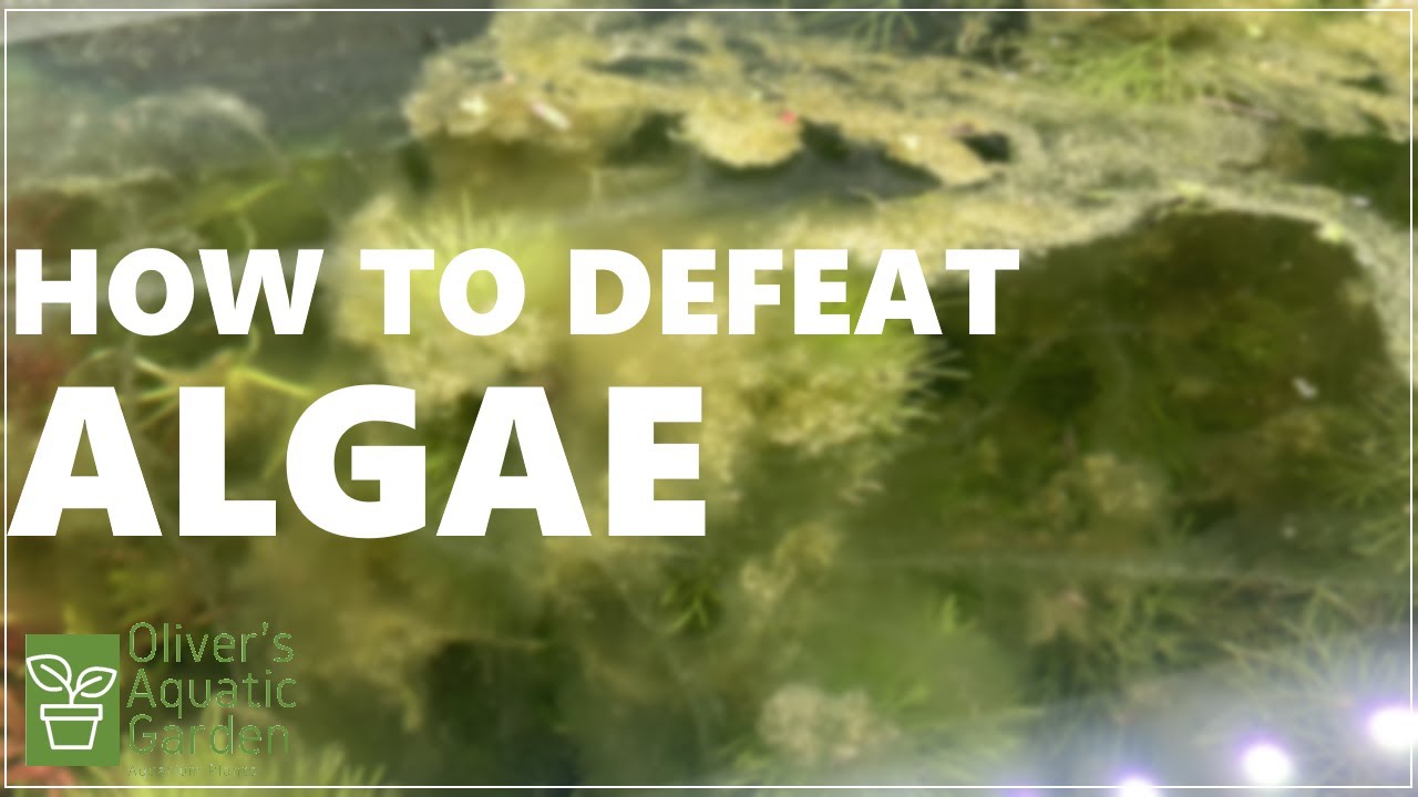 How to defeat algae! Five tips and tricks on how to prevent and remove ...