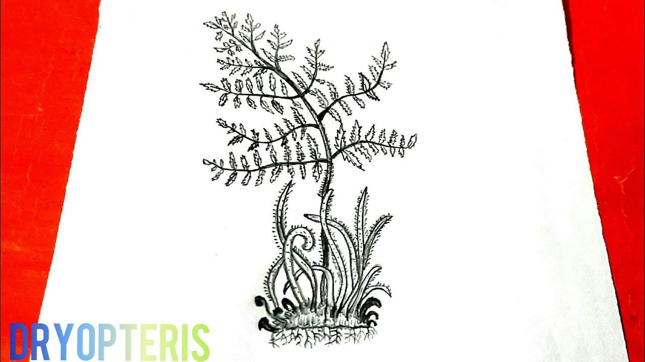 How to draw a dryopteris //step by step #video - YouTube