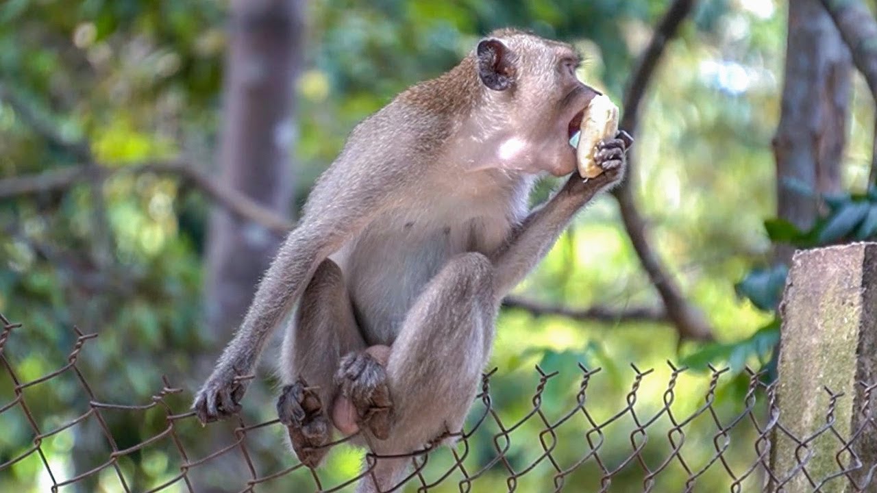 Best Quality Monkey Scenes Monkeys Beautiful Footage Ep 50 - YouTube