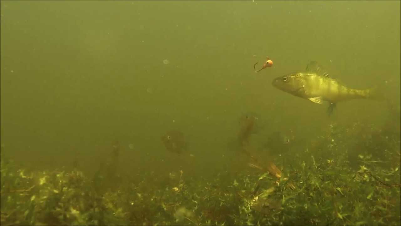 Shawano Lake - Underwater Panfish - YouTube