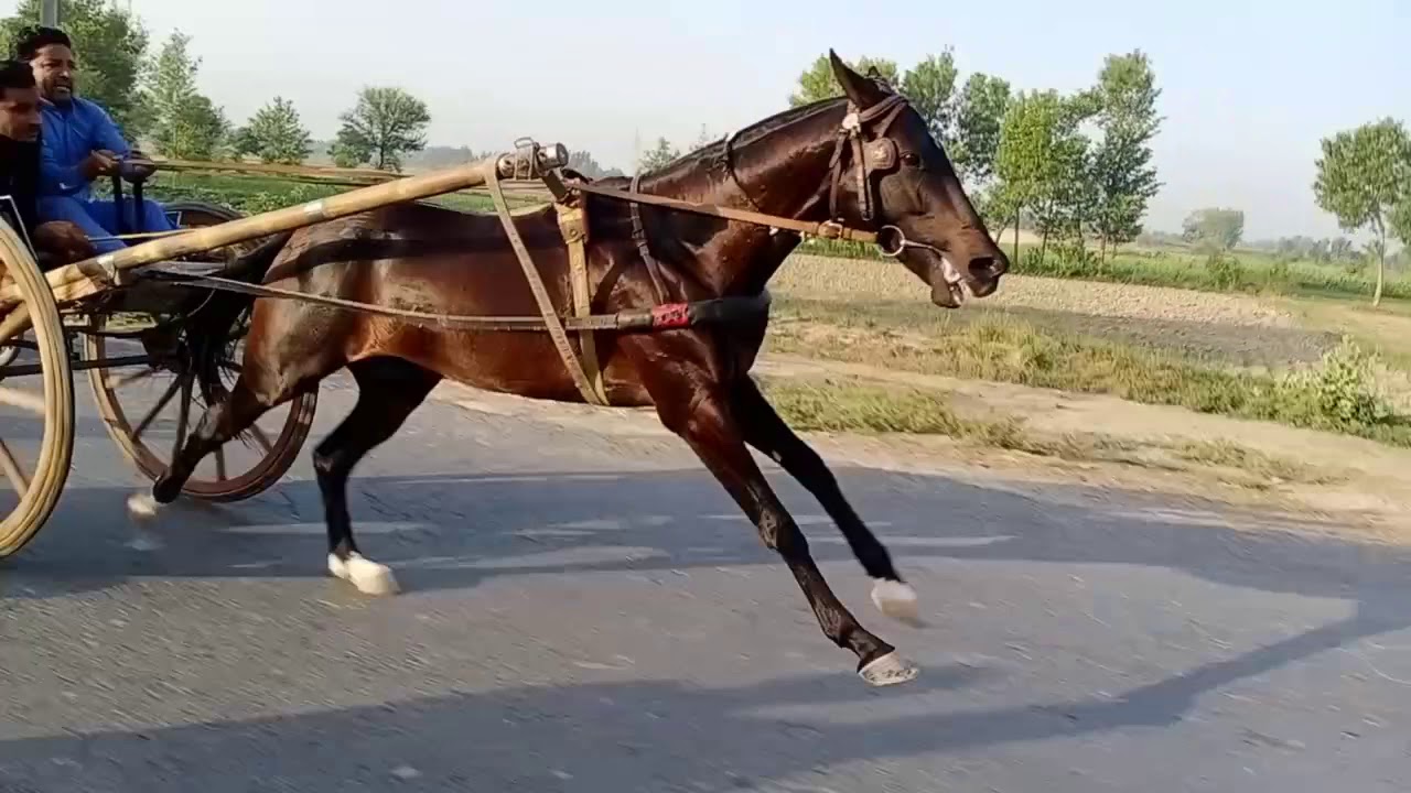 Lada phalwan horas ras sahiwal ven dako rani💪💪💪💪💪 - YouTube