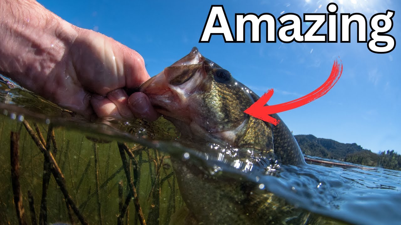 Top 10 Amazing Largemouth Bass Facts - 1 you definitely did not know ...