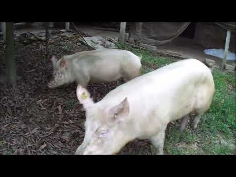 Pig Mating 🐷 Best Boar Vs Nice SOW - Taking the pig to breed for profit ★ Dusama Farms! #198