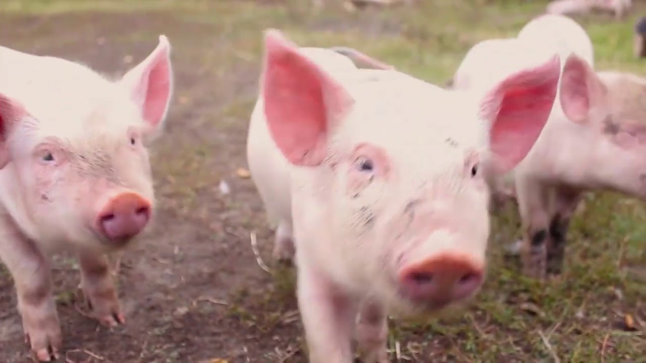 Pigs! Pig Facts and Learning About Pigs for Kids - YouTube