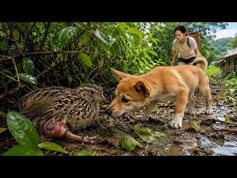 Full video: After heavy rain, two severely injured birds were rescued - the forest life a puppy &...