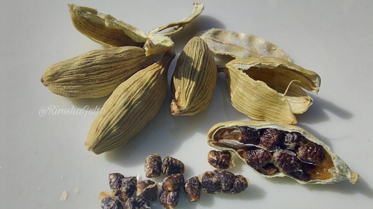 Grow Cardamom plant at home| Elaichi ka poda| Mimi's Garden - YouTube