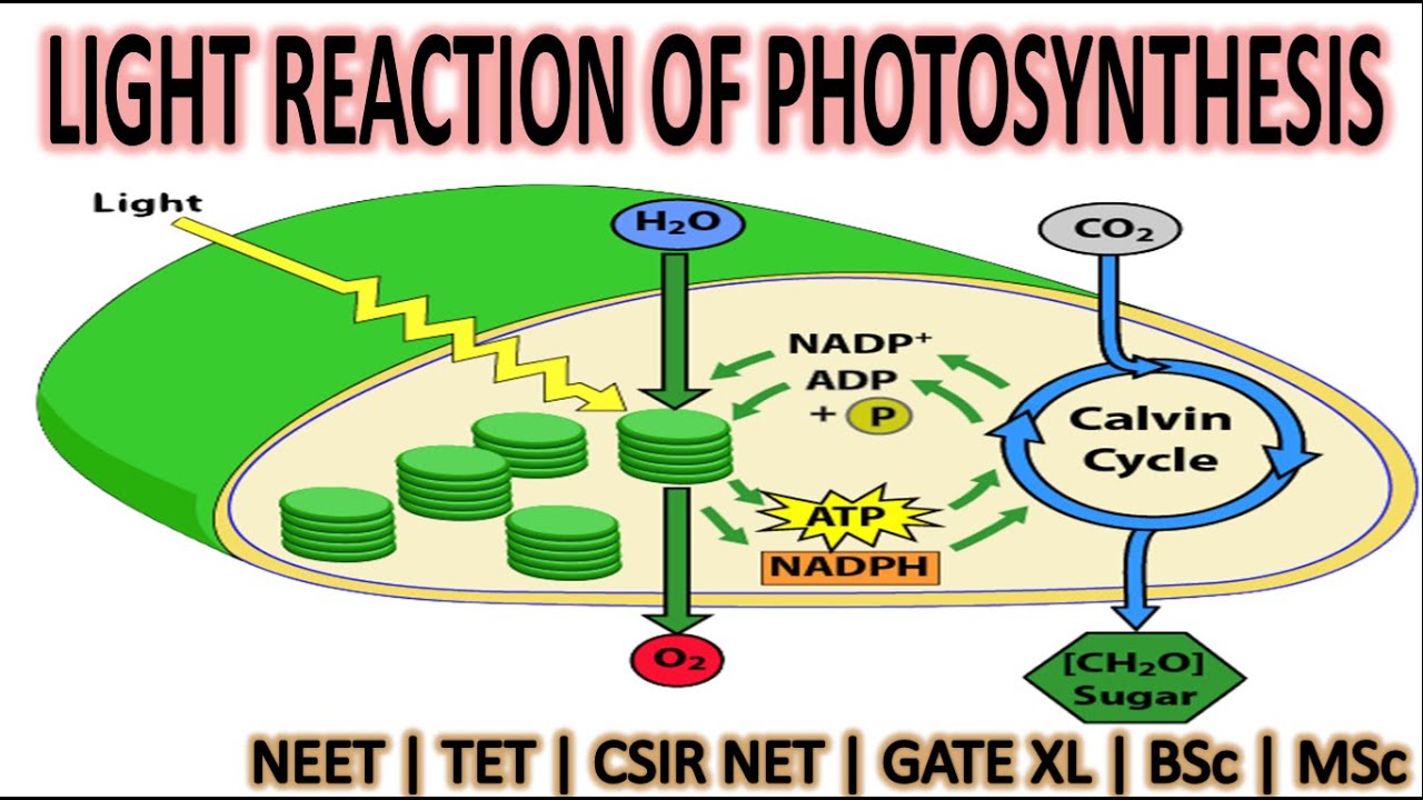 LIGHT REACTION OF PHOTOSYNTHESIS - YouTube