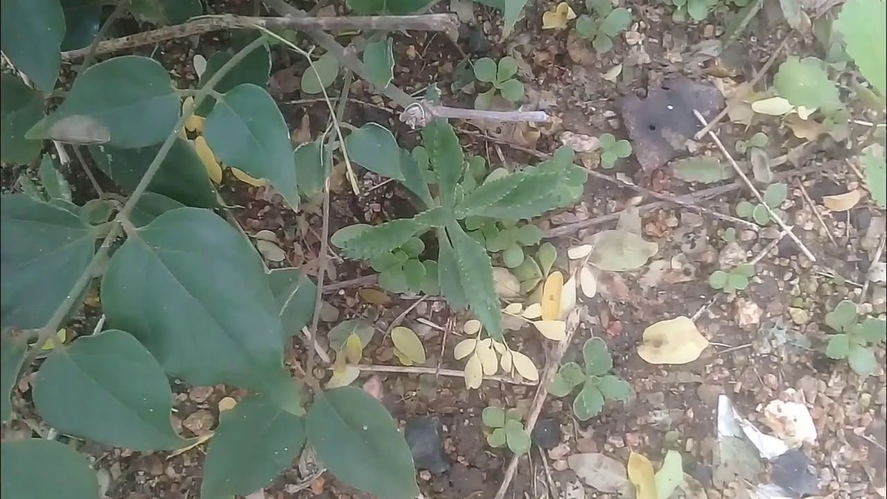 పులి అడుగు చెట్టు puli adugu tree - YouTube